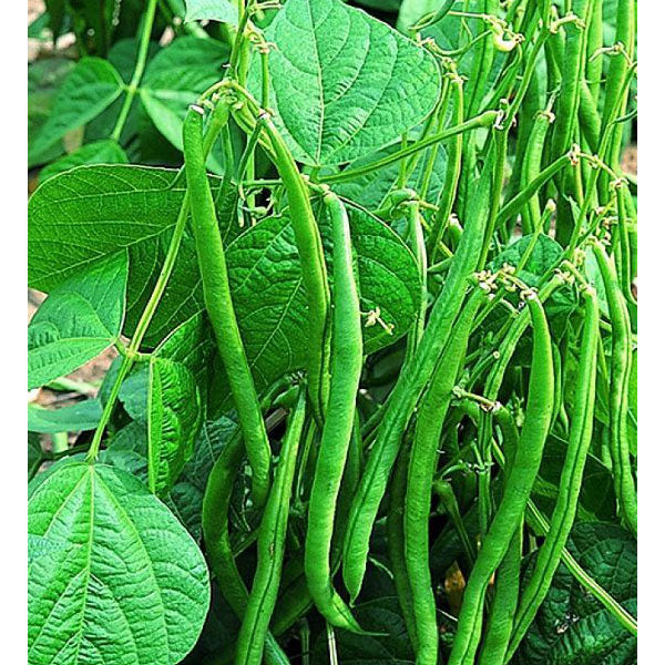 Organic Jade Bush Bean Seeds - Green Snap Bean | Urban Harvest